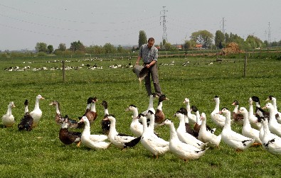 Ferme Louis Legrand - Producteur de foie gras artisanal - Templeuve ...
